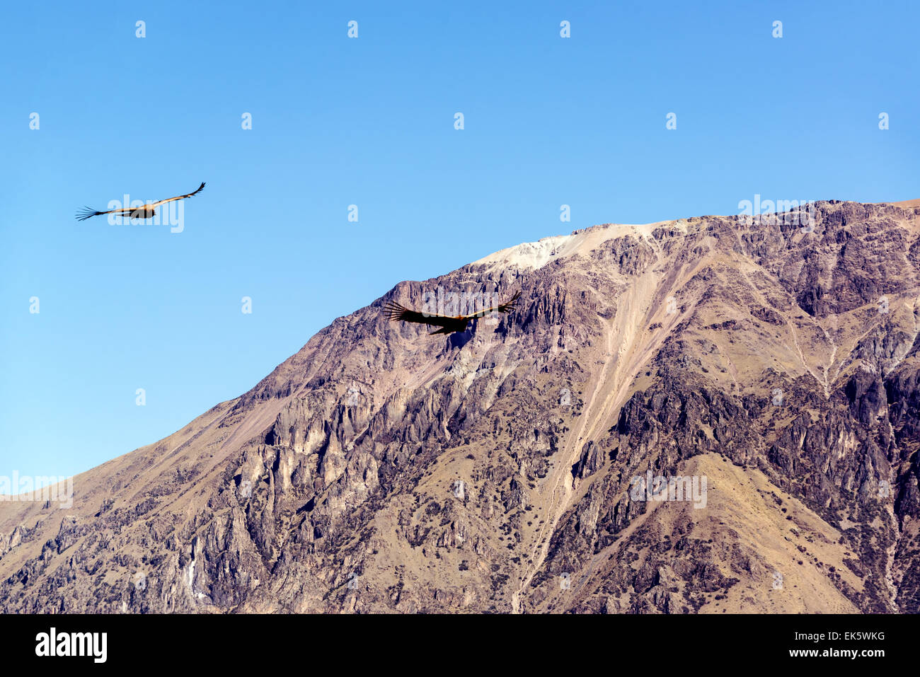 Two Andean Condors flying through the Colca Canyon near Arequipa, Peru ...