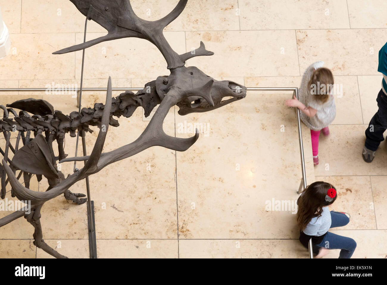 National Museum Of Scotland. Skeleton With Children Playing Stock Photo ...
