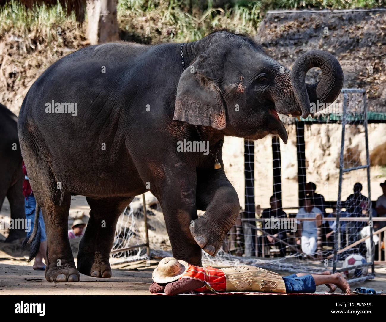 Thailand, Chiang Mai, asian elephants performance Stock Photo - Alamy