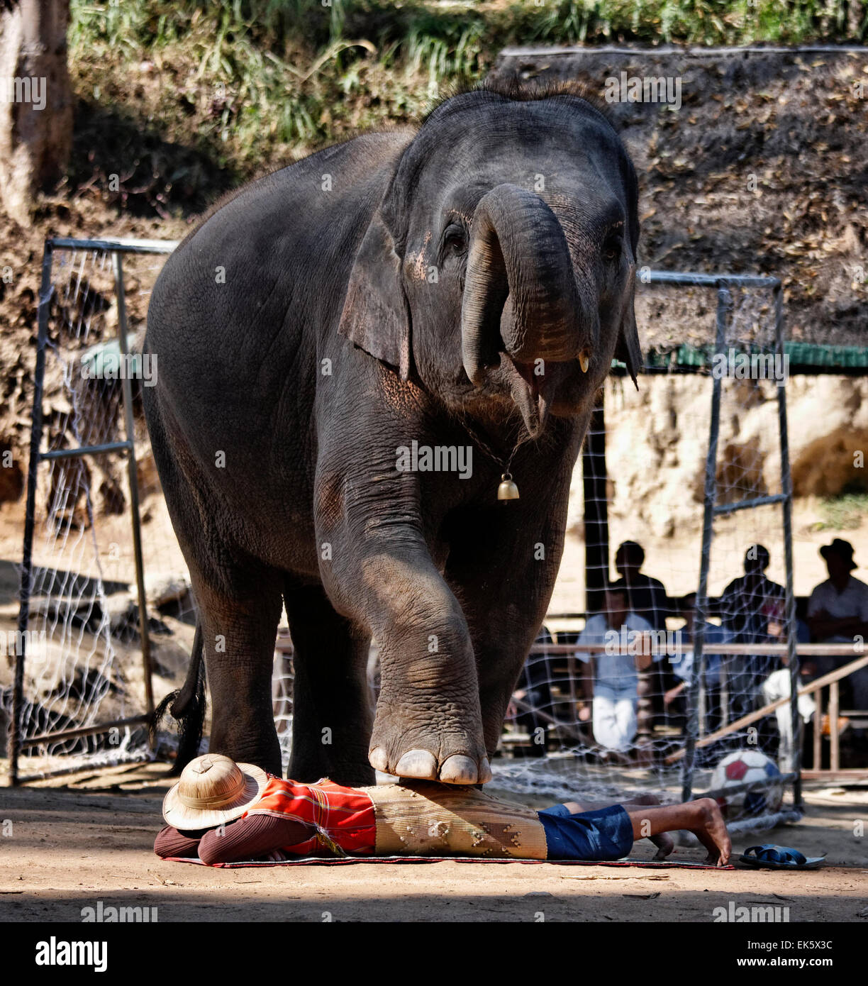 Thailand, Chiang Mai, asian elephants performance Stock Photo - Alamy