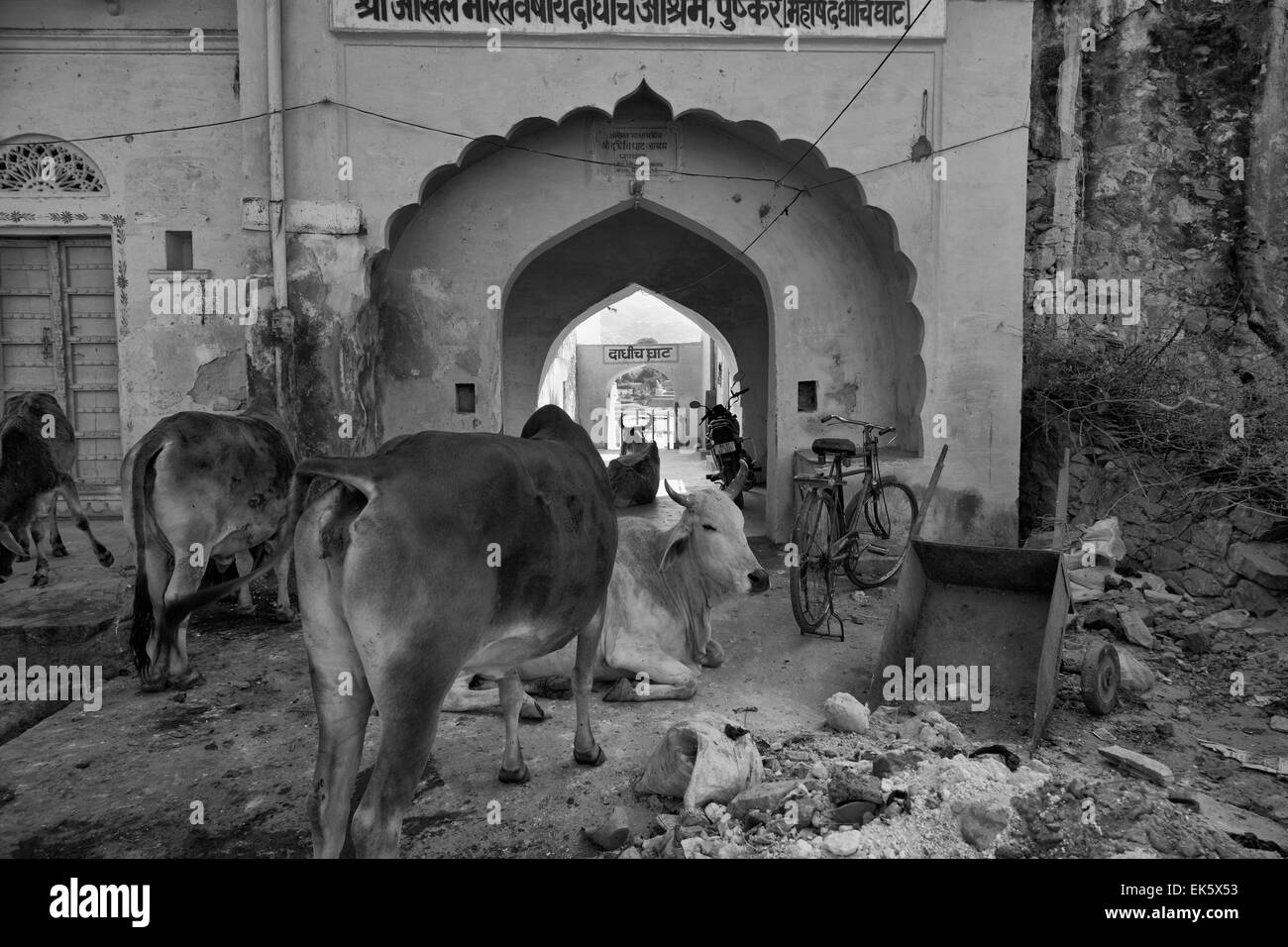 India, Rajasthan, Pushkar, sacred cows in one of the gates to the lake ...