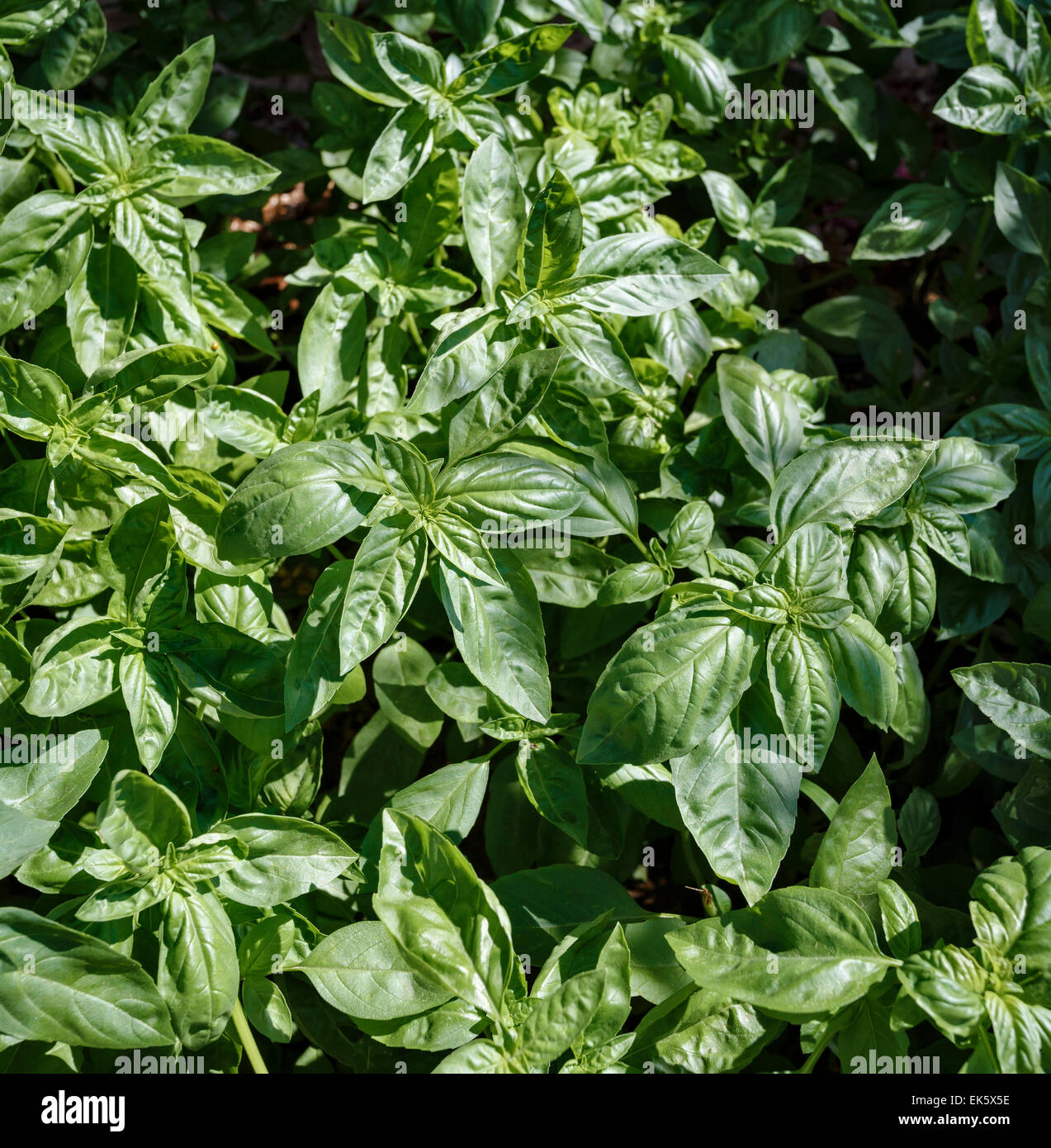 Italy, countryside, basil plants in a garden Stock Photo - Alamy