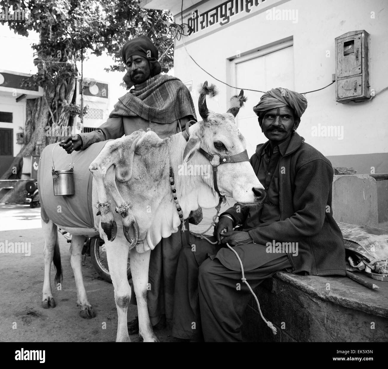 Sacred cow Black and White Stock Photos & Images - Alamy