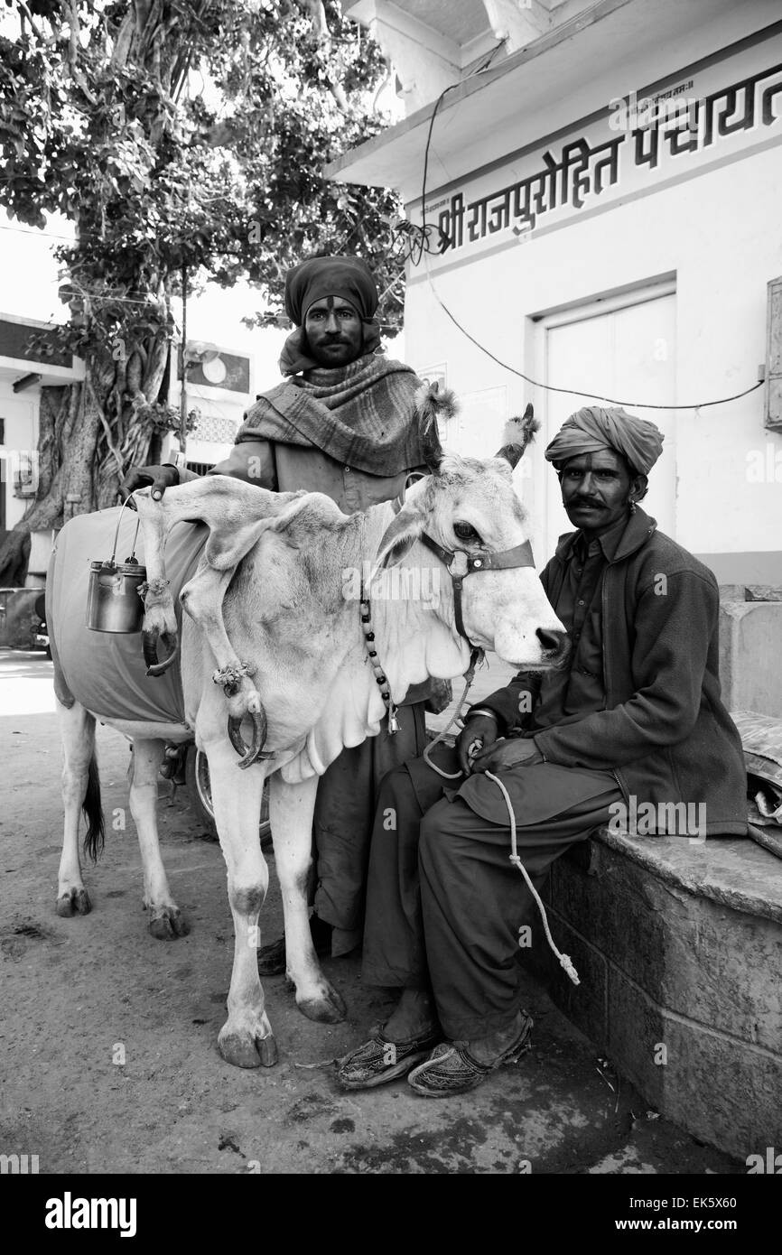 India, Rajasthan, Pushkar, indian men and a sacred cow Stock Photo - Alamy