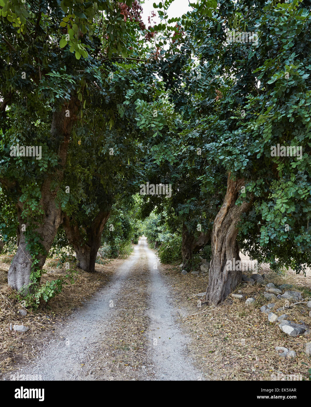 Sicily agricolture hi-res stock photography and images - Alamy