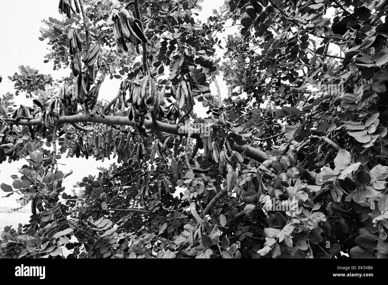 Full species Black and White Stock Photos & Images - Alamy