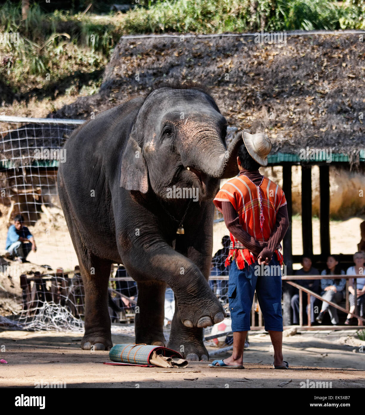 Thailand, Chiang Mai, asian elephants performance Stock Photo - Alamy