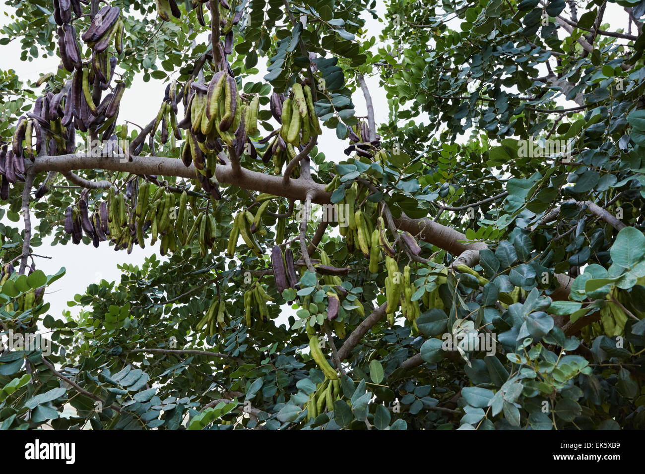 Italy, Sicily, countryside, carob tree full of carobs Stock Photo - Alamy
