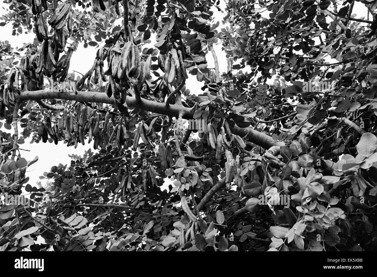 Full species Black and White Stock Photos & Images - Alamy