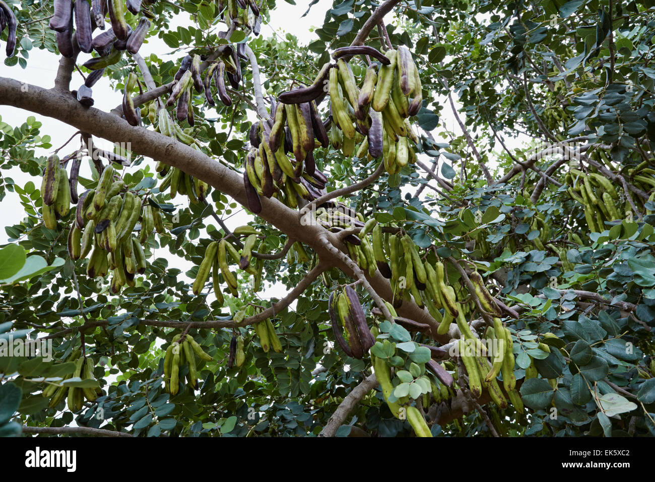 Algarrobo tree hi-res stock photography and images - Alamy