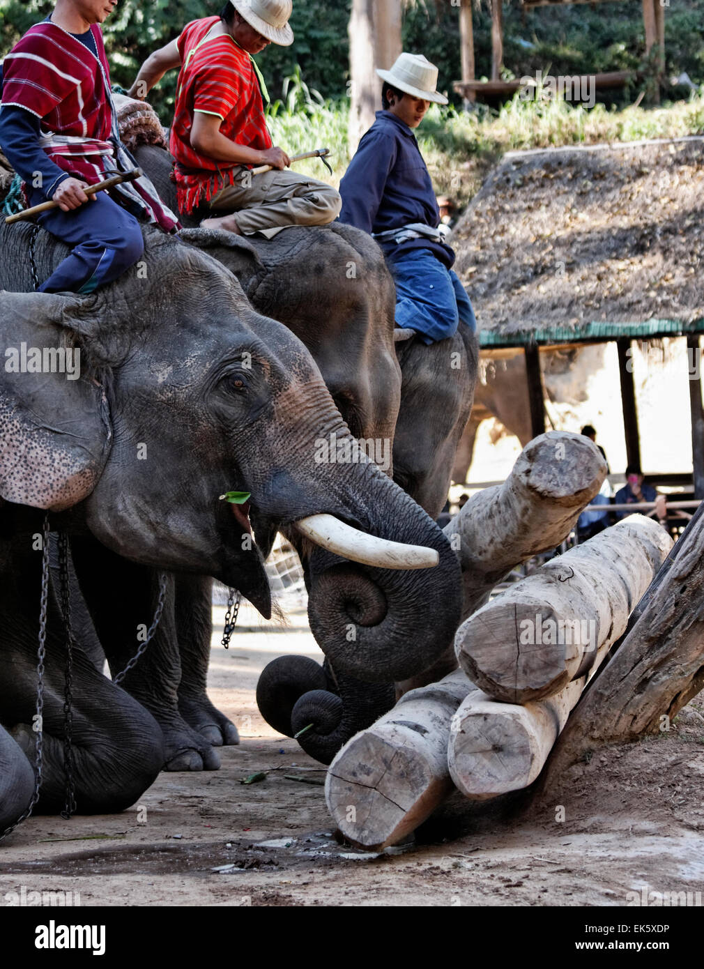 Thailand, Chiang Mai, asian elephants performance Stock Photo - Alamy