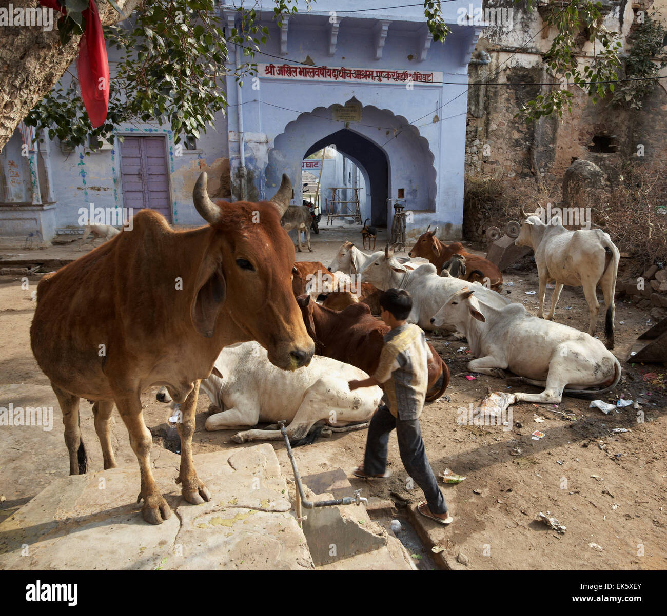 India, Rajasthan, Pushkar, sacred cows close to one of the gates to the ...