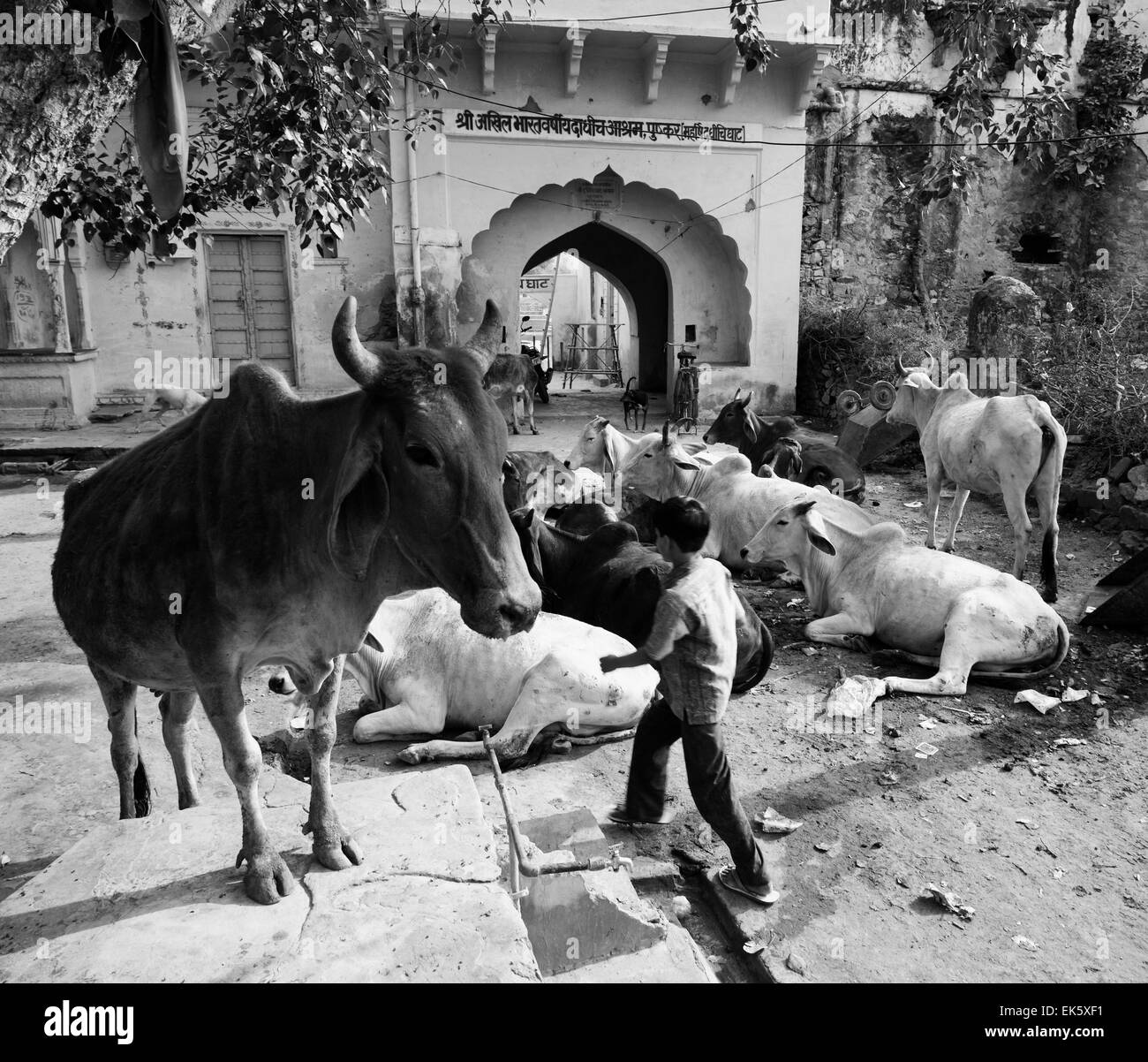 India, Rajasthan, Pushkar, sacred cows close to one of the gates to the ...