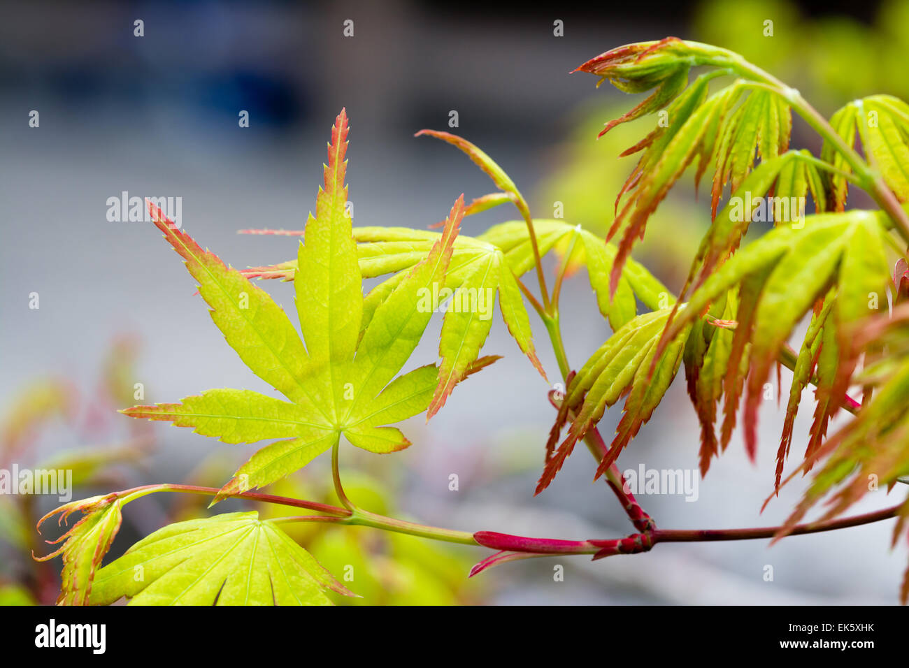 A newly grown leaf on a Japanese maple tree in early spring Stock Photo ...