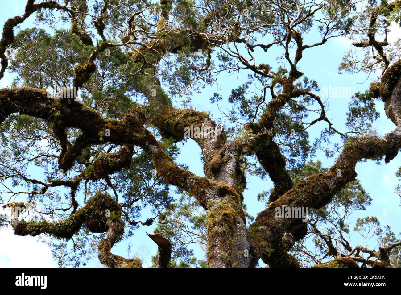 Subtropical plants and trees hi-res stock photography and images - Alamy