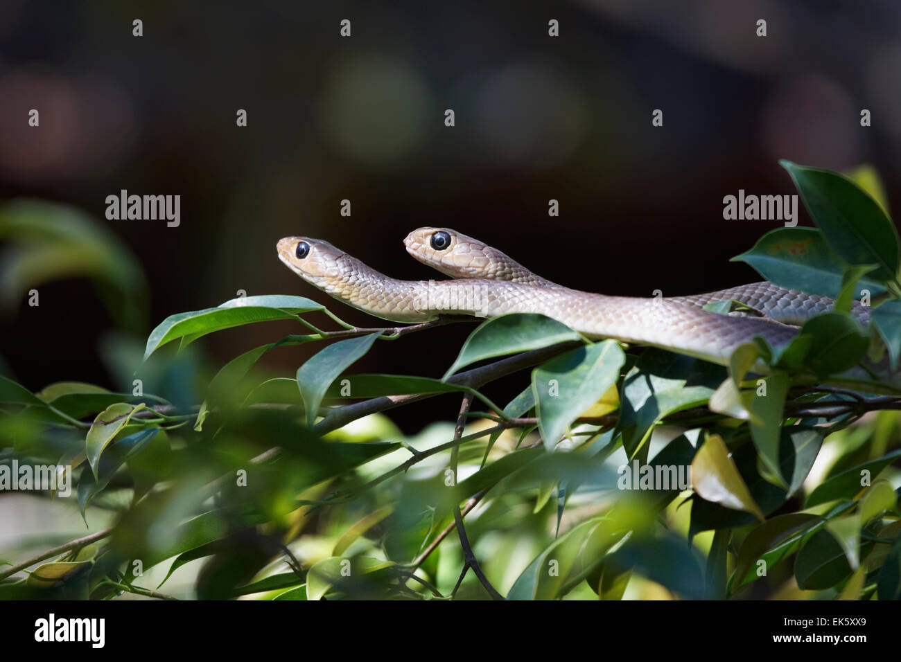 Thailand, Chiang Mai, countryside, snakes on a plant Stock Photo - Alamy