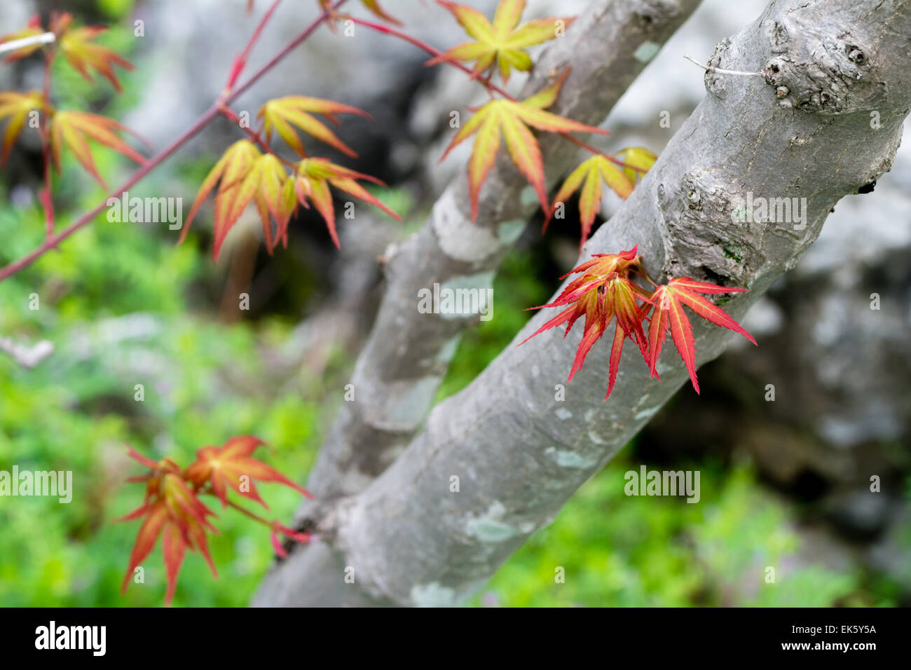 Spring maple leaf hi-res stock photography and images - Alamy