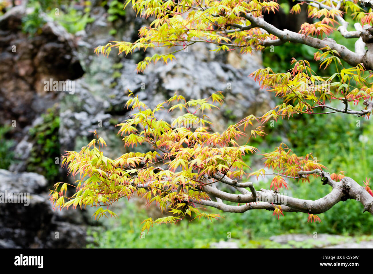 A branch of a Japanese maple tree in a Japanese garden in early spring ...
