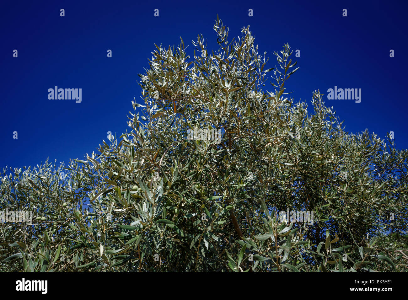 Italy, Sicily, countryside, olive tree Stock Photo - Alamy
