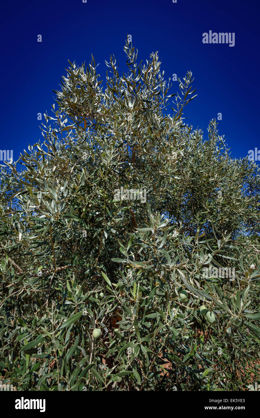 Italy, Sicily, countryside, olive tree Stock Photo - Alamy