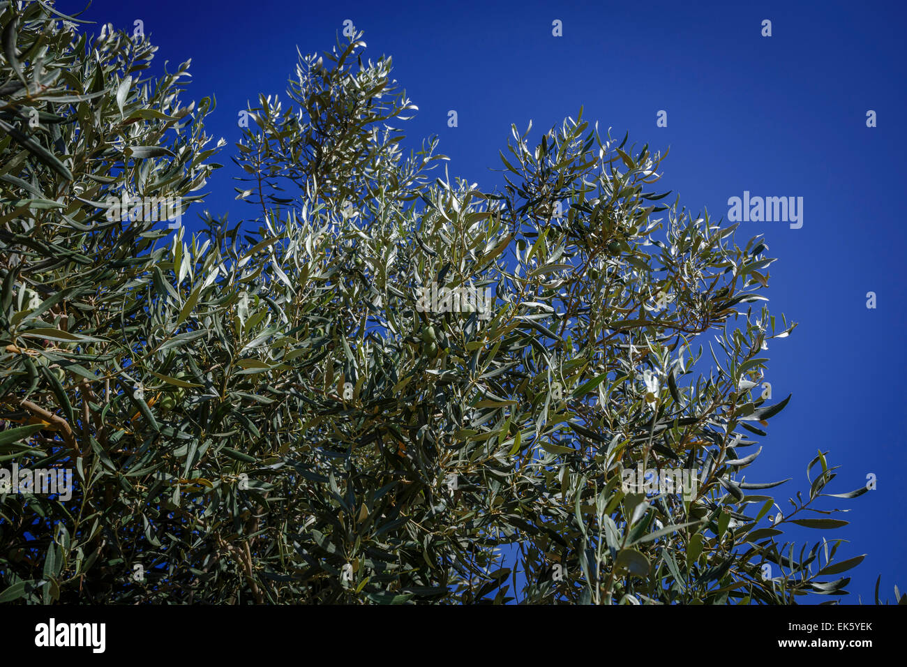 Italy, Sicily, countryside, olive tree Stock Photo - Alamy