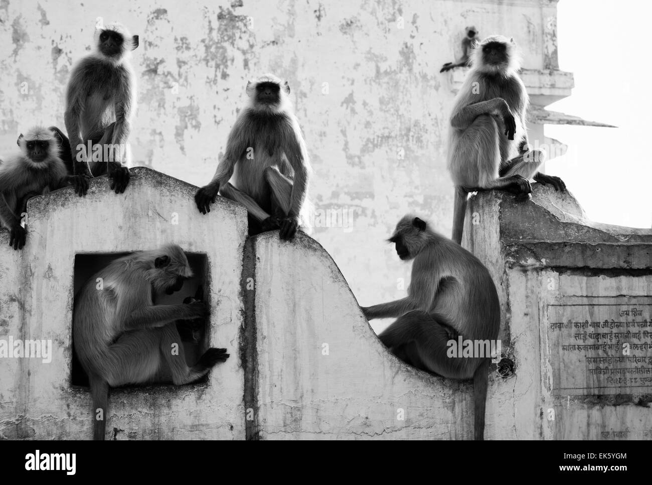 India, Rajasthan, Pushkar, indian monkeys Stock Photo - Alamy