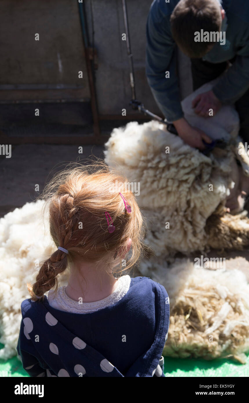 Sheep shearing hi-res stock photography and images - Alamy