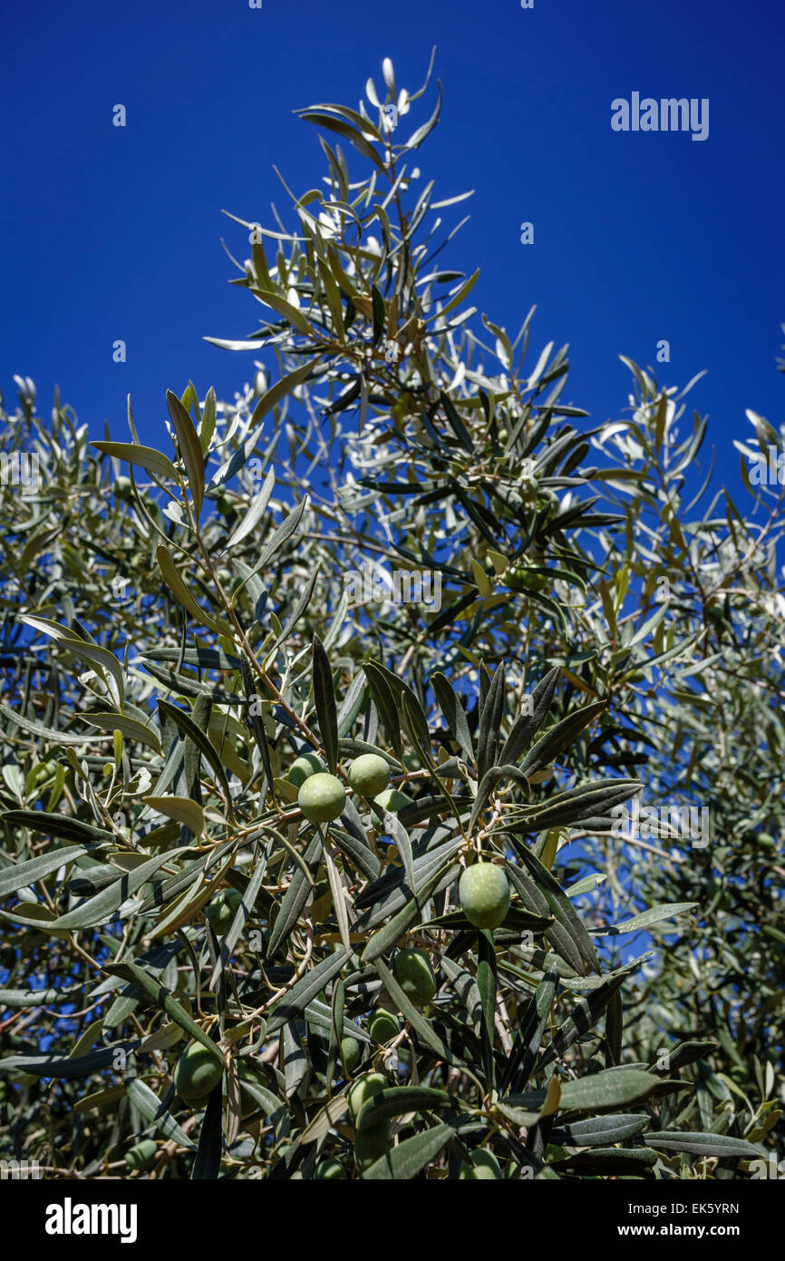 Italy, Sicily, countryside, olive tree Stock Photo - Alamy