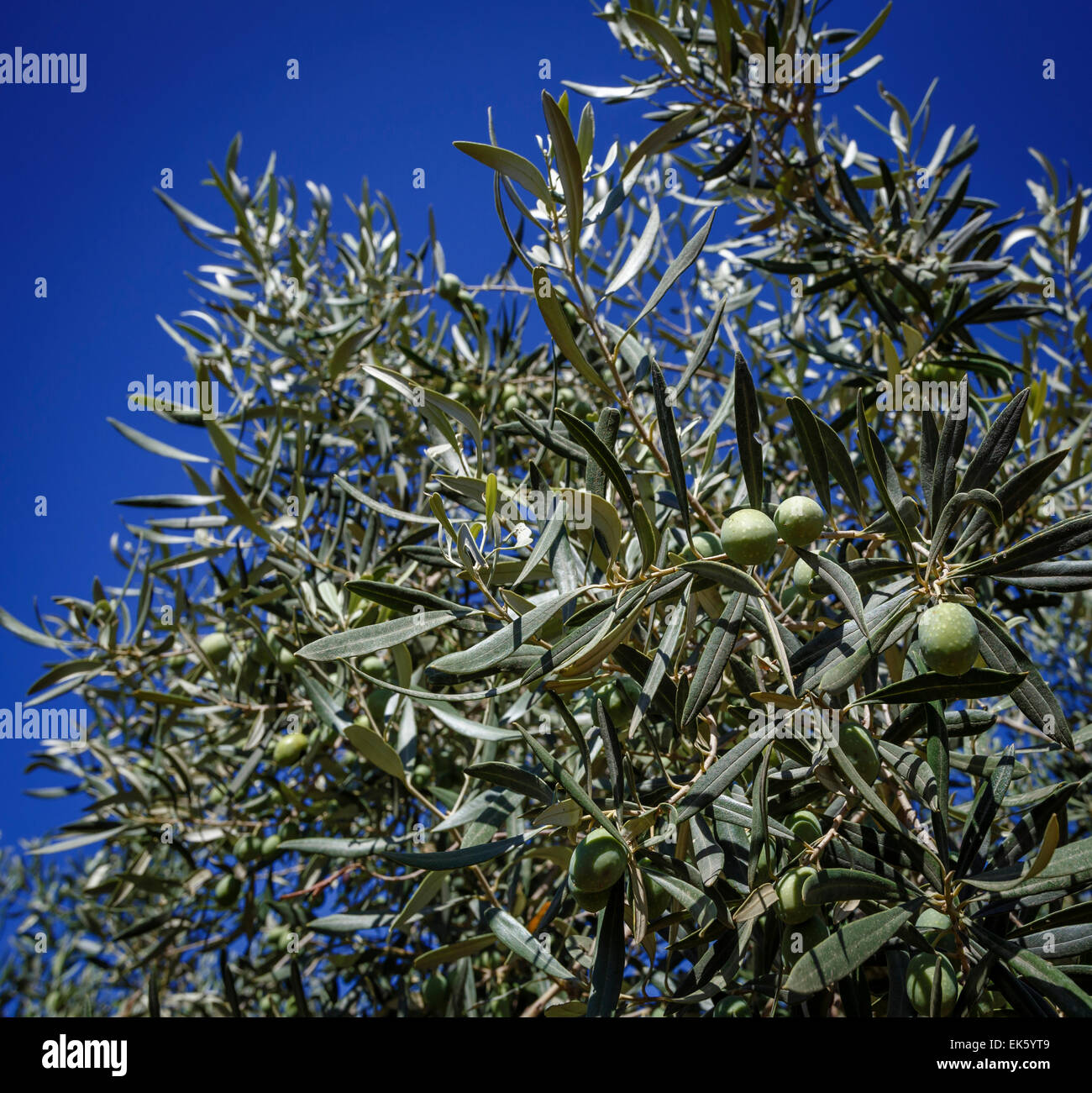 Italy, Sicily, countryside, olive tree Stock Photo - Alamy