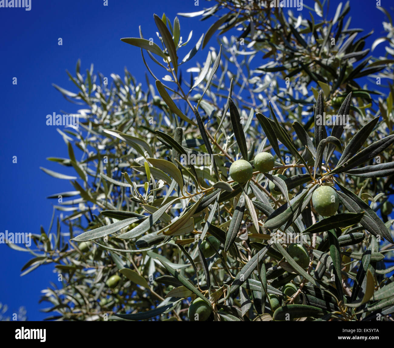 Italy, Sicily, countryside, olive tree Stock Photo - Alamy