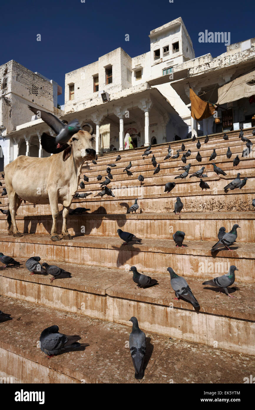 Brahma cow rajasthan hi-res stock photography and images - Alamy