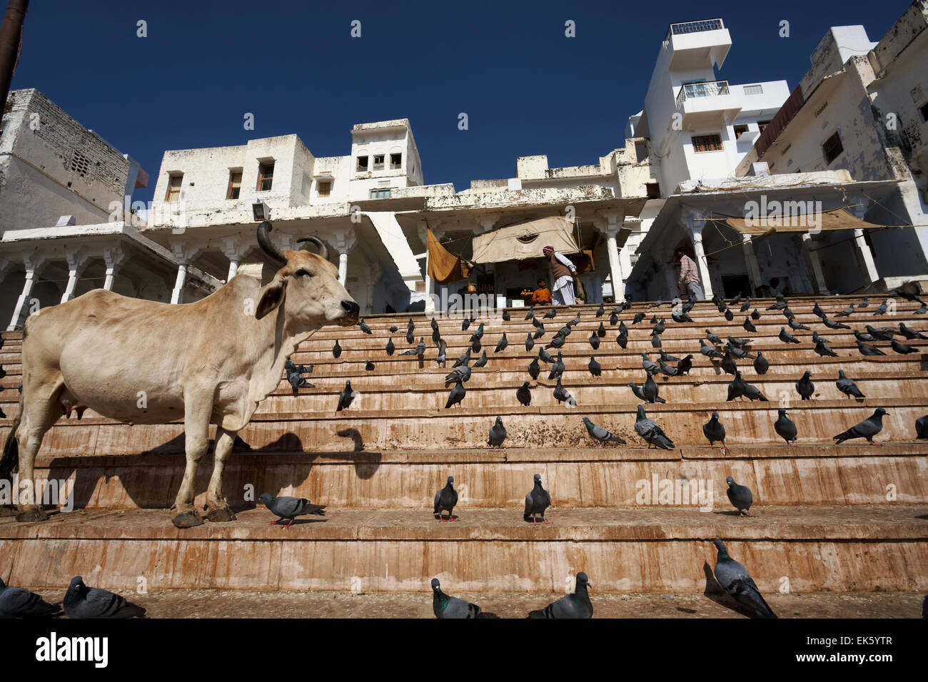 Brahma cow rajasthan hi-res stock photography and images - Alamy
