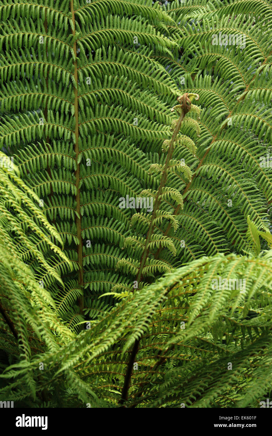 Fern new zealand hi-res stock photography and images - Alamy