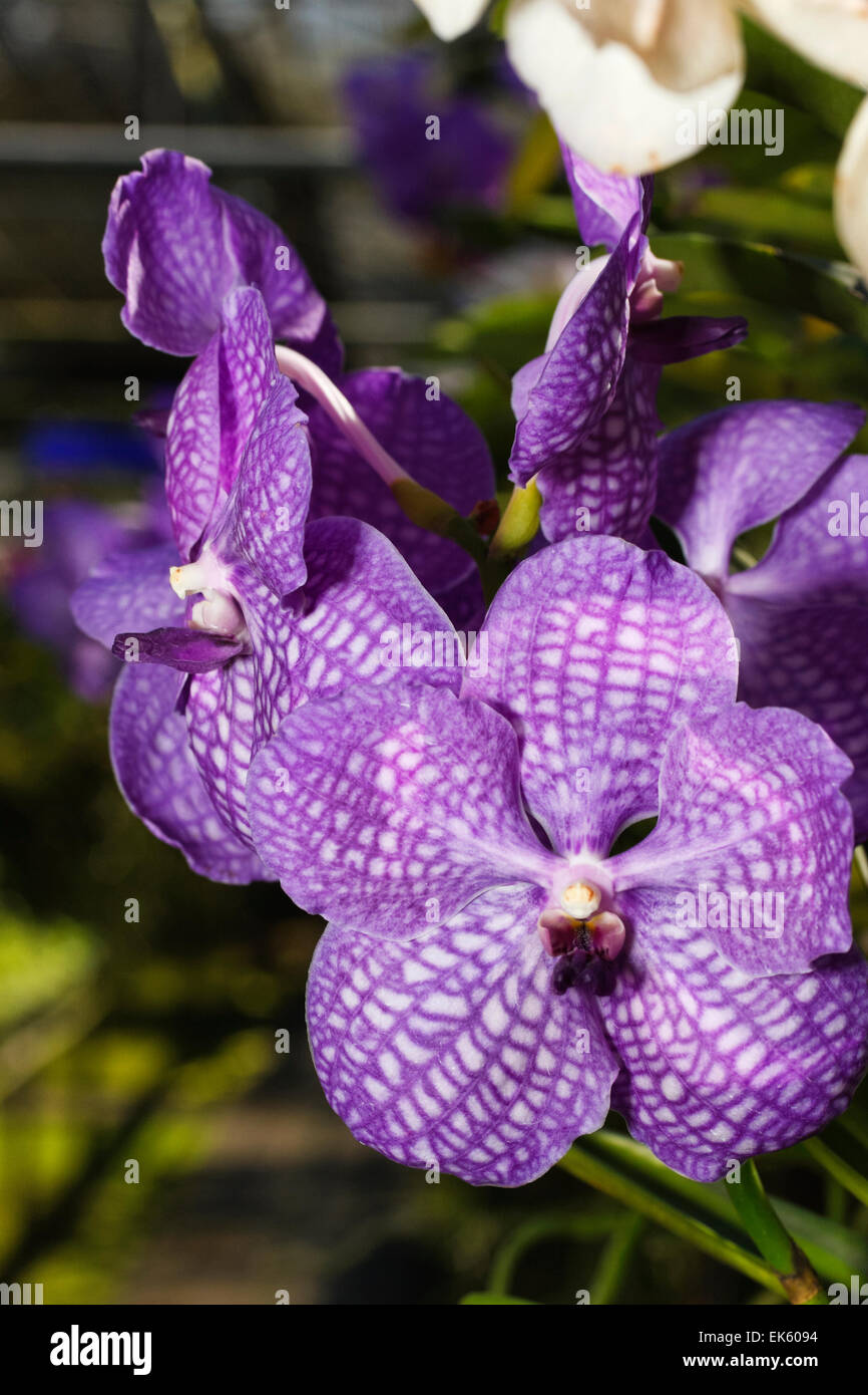 Thailand chang mai orchid hi-res stock photography and images - Alamy