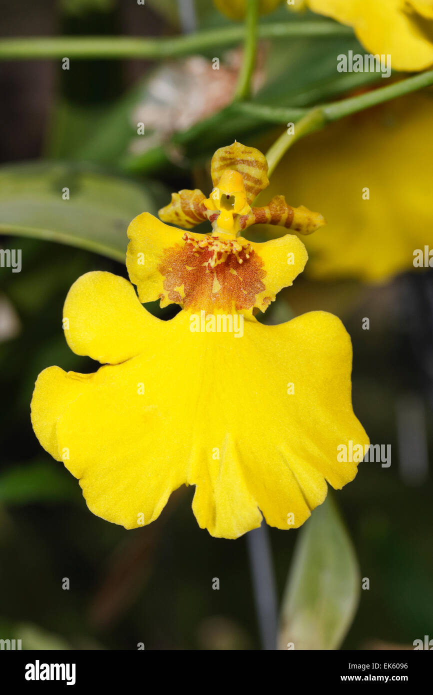 Thailand, Chang Mai, orchid flowers (Orchis sp Stock Photo - Alamy