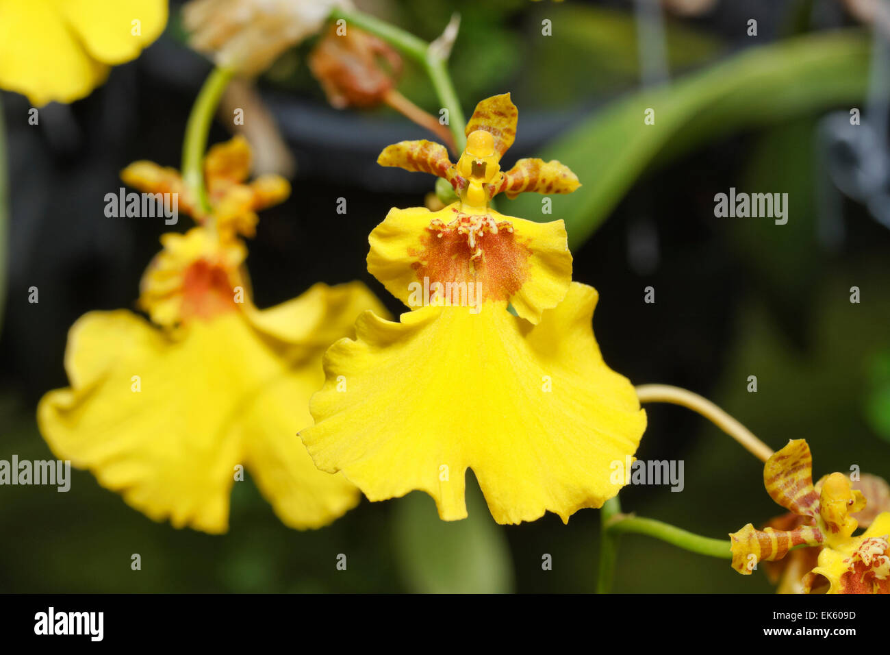 Thailand, Chang Mai, orchid flowers (Orchis sp Stock Photo - Alamy