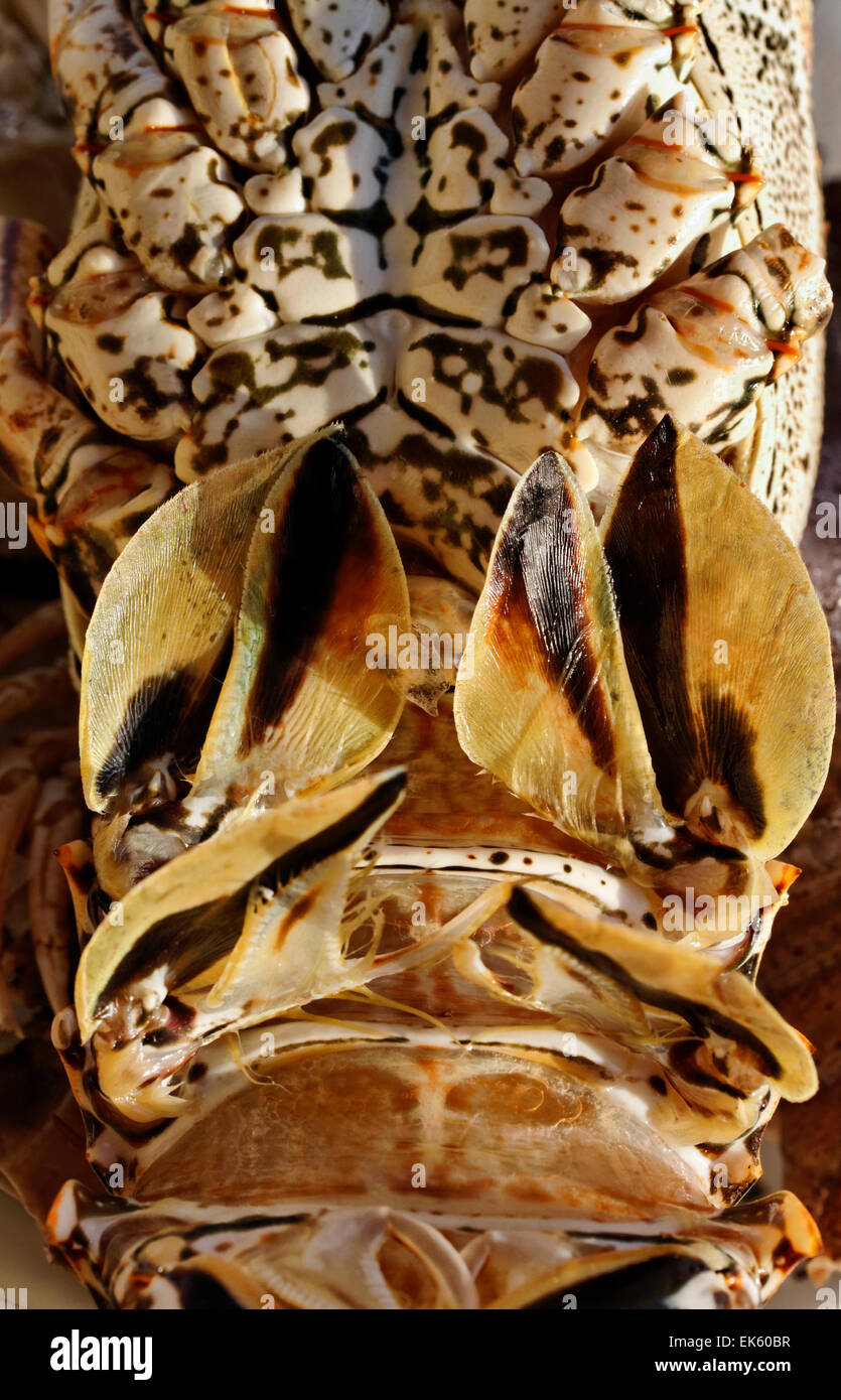 Cuban crustacean hi-res stock photography and images - Alamy