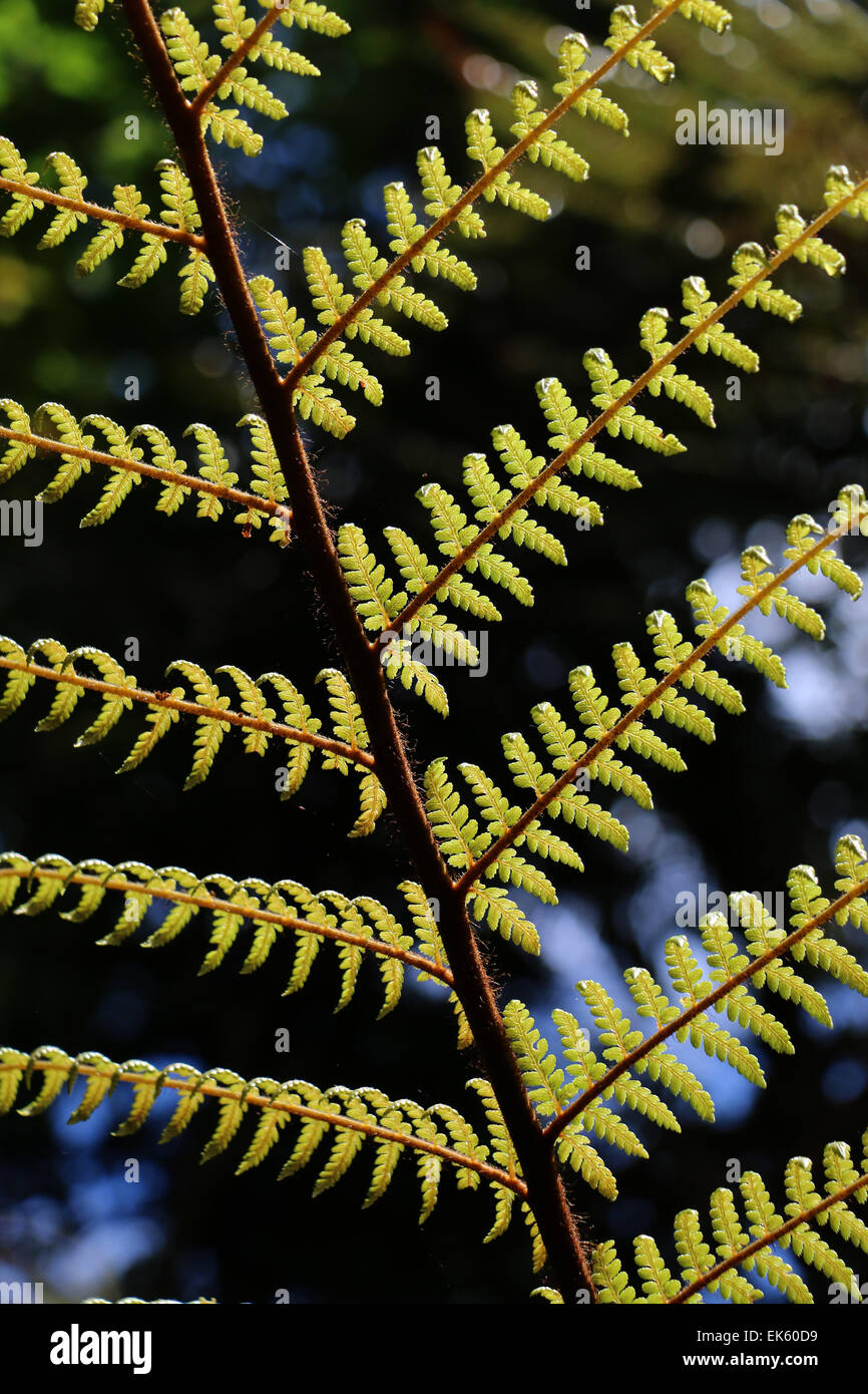 Fern new zealand hi-res stock photography and images - Alamy