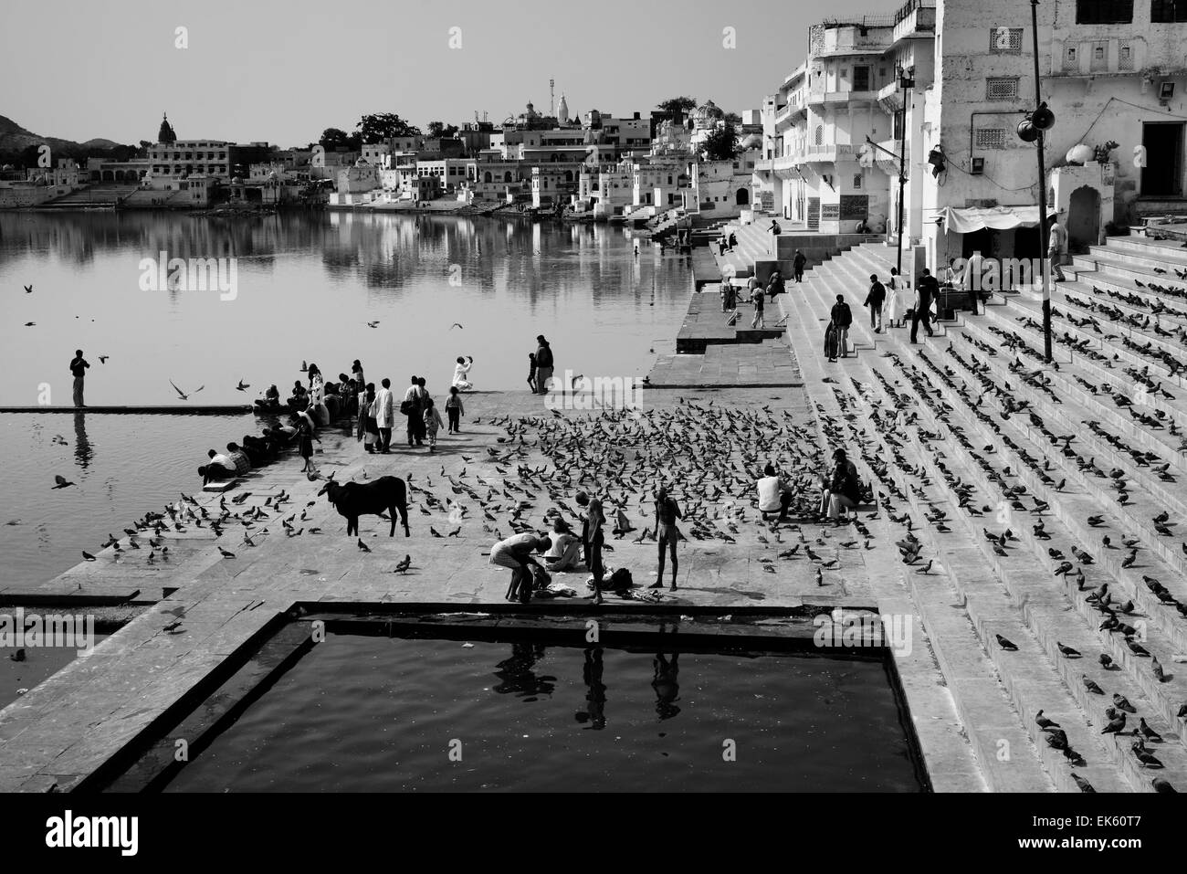 India, Rajasthan, Pushkar, indian pilgrims take a bath in the sacred ...