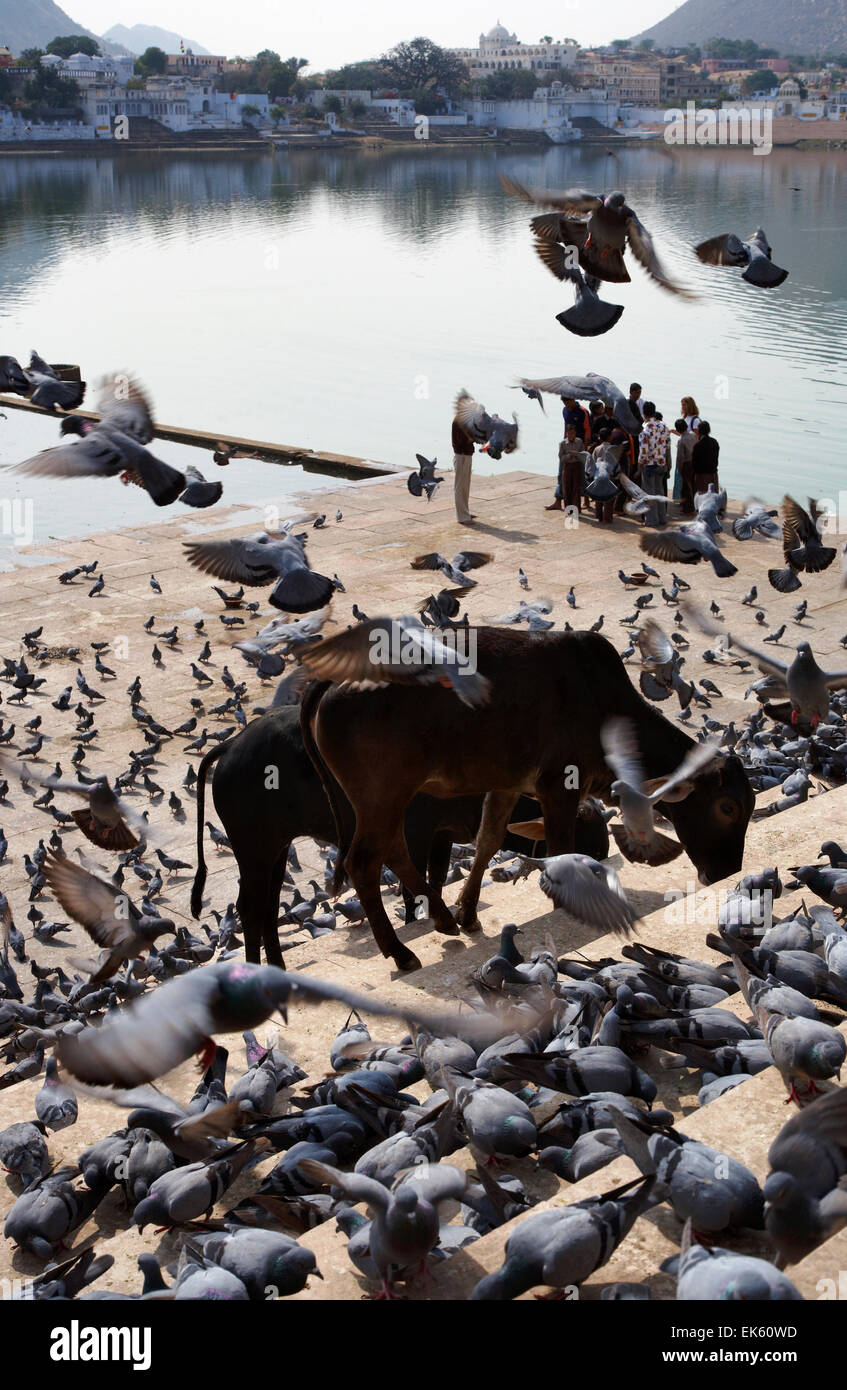 India, Rajasthan, Pushkar, pigeons and sacred cows on the steps to the ...