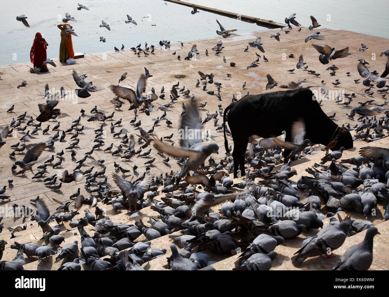 India, Rajasthan, Pushkar, pigeons and a sacred cow on the steps to the ...