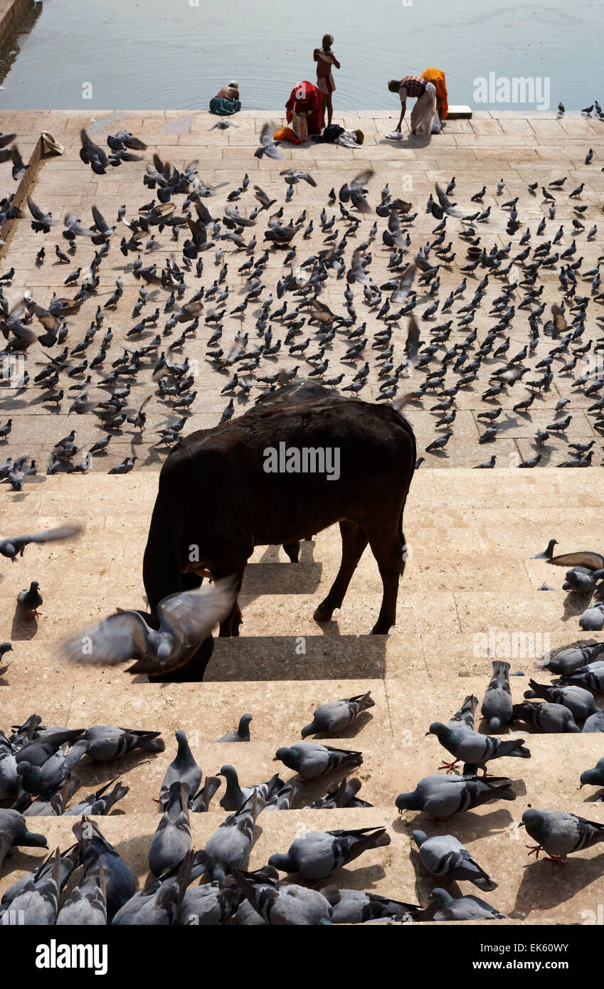 India, Rajasthan, Pushkar, pigeons and sacred cows on the steps to the ...