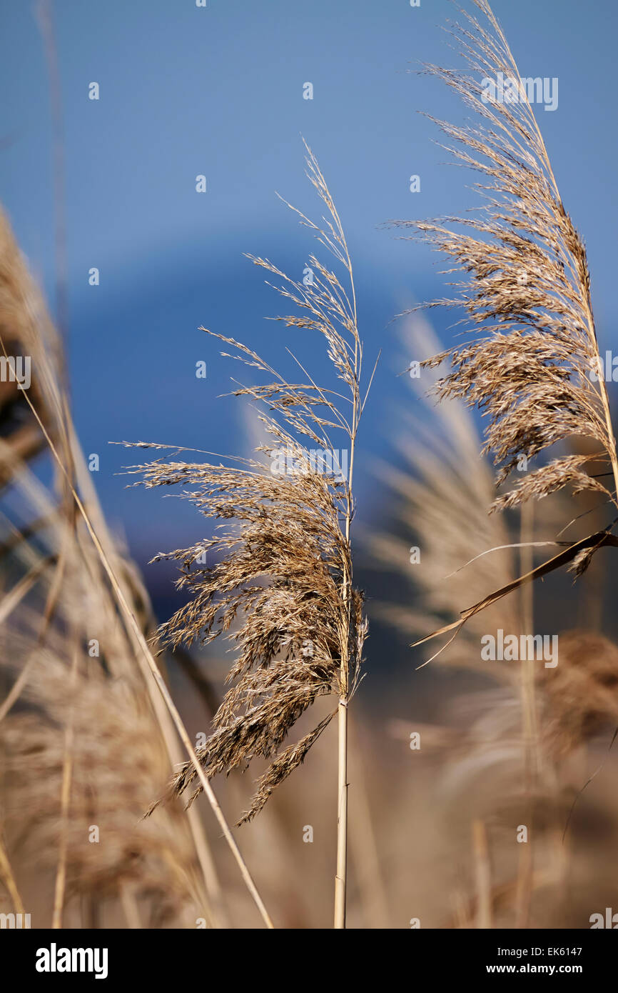 Italy, Lazio, Tyrrhenian sea, wwf Torre Flavia beach National Park ...
