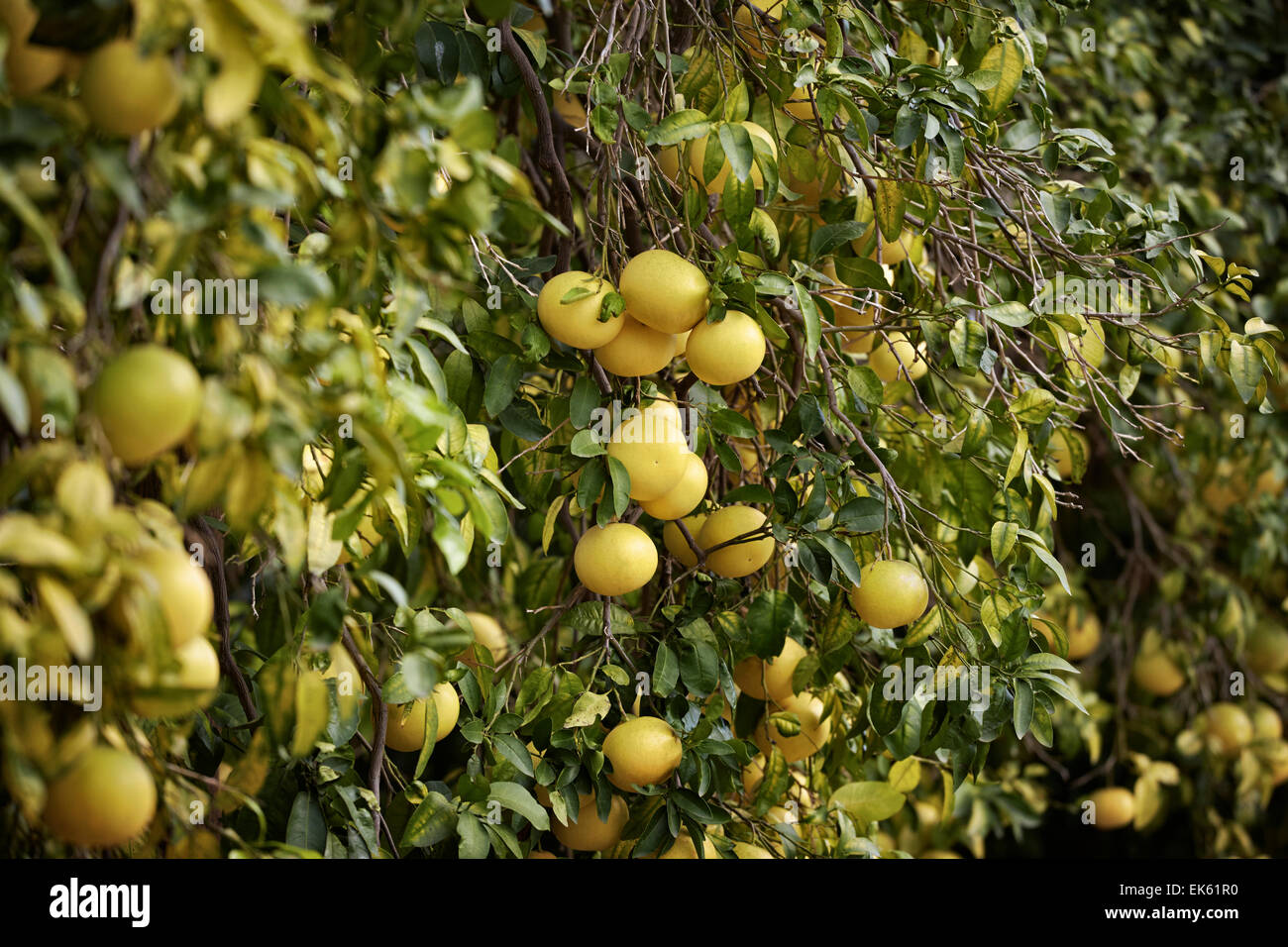 Italy, Sicily, countryside, grapefruits Stock Photo - Alamy