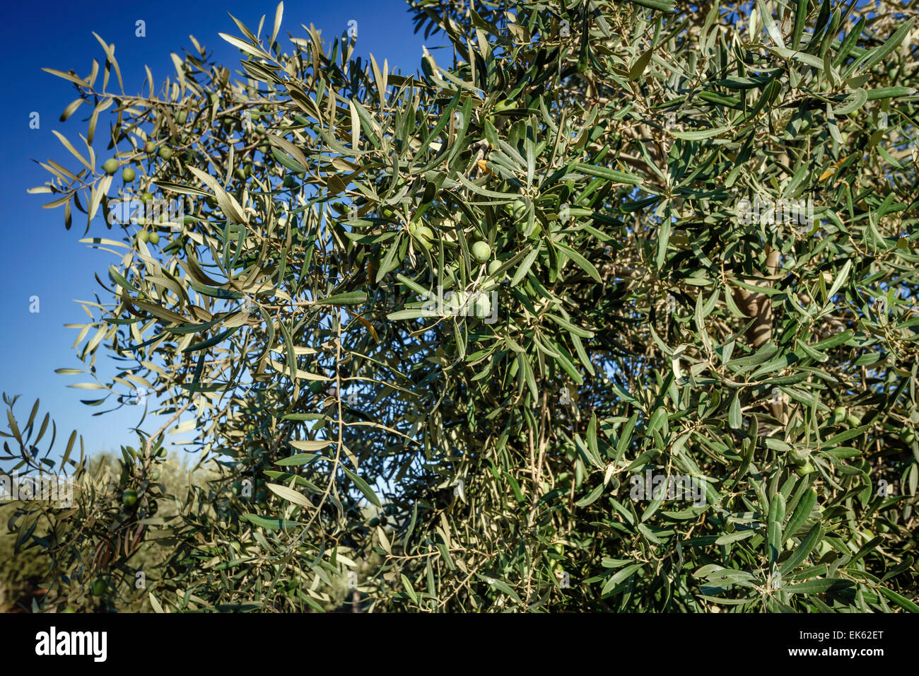 Italy, Sicily, countryside, olive trees Stock Photo - Alamy