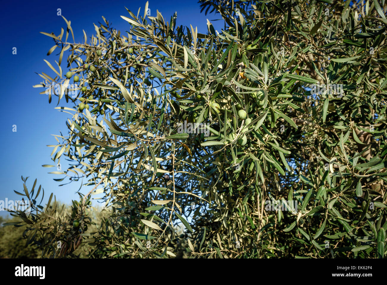 Italy, Sicily, countryside, olive tree Stock Photo - Alamy