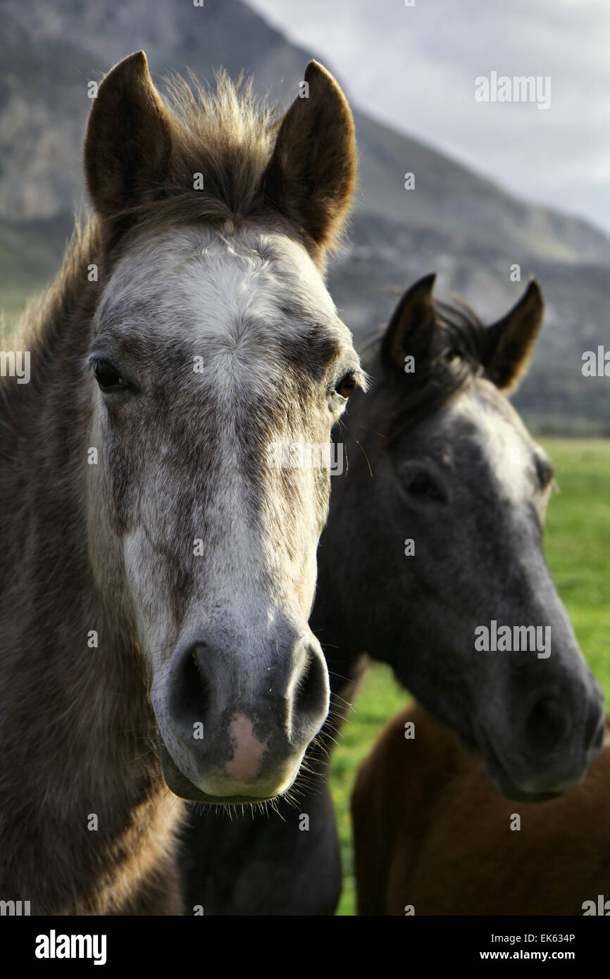 Italy, Sicily, San Vito Lo Capo (Trapani Province), countryside, horses ...