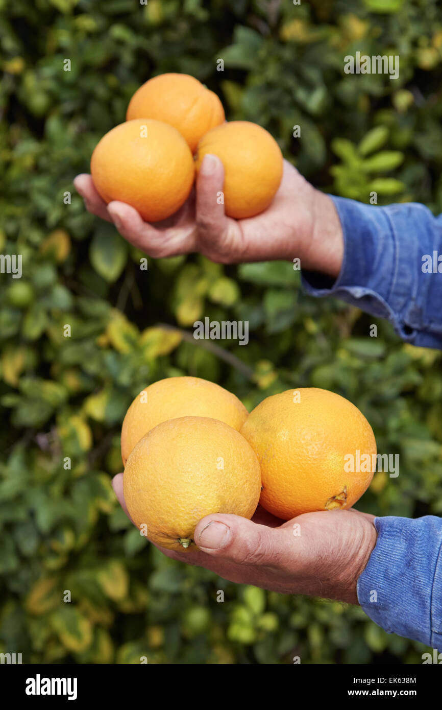 Italy, sicily, countryside, sicilian oranges harvest Stock Photo - Alamy