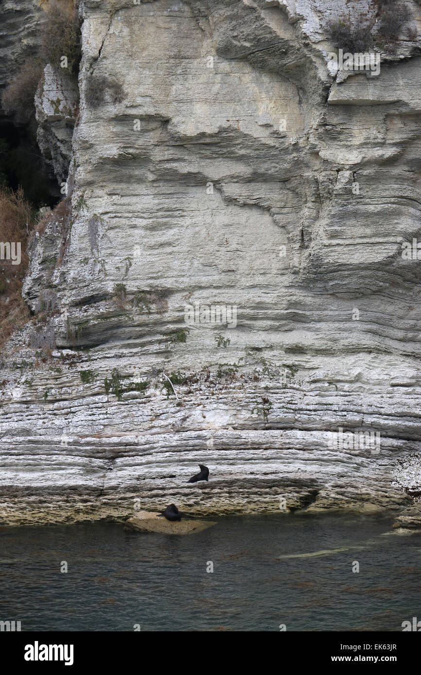New Zealand fur seal on Limestone rock layers and tide pools Kaikoura ...