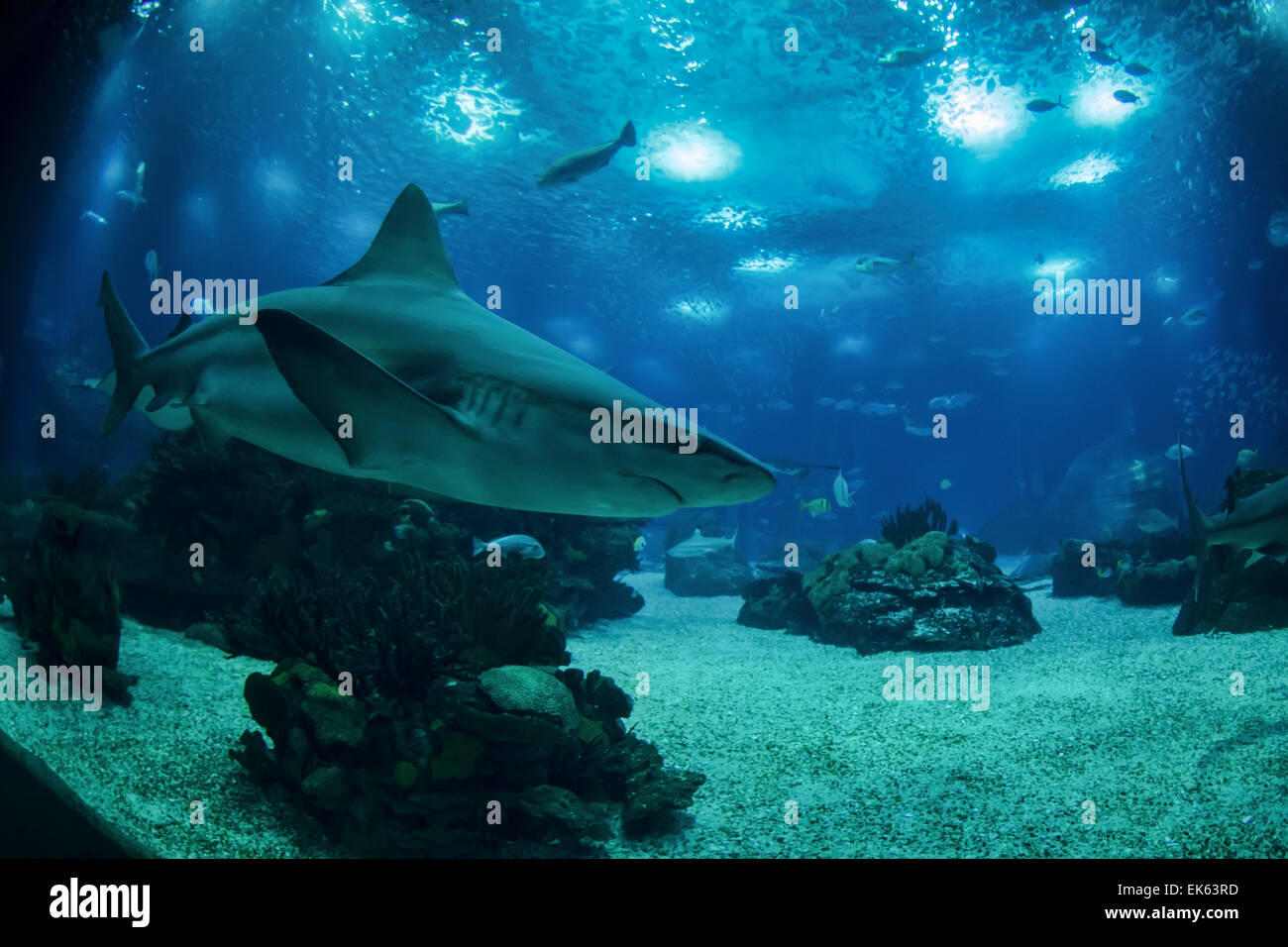 Portugal, Lisbon, Lisbon Oceanarium (Oceanário de Lisboa), grey shark ...